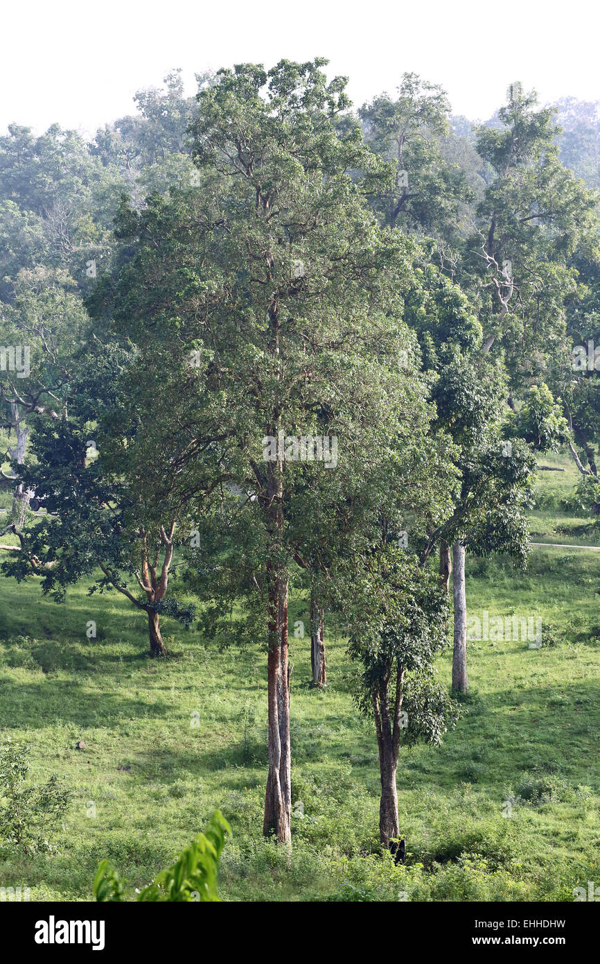 Tholpetty, Wildlife, Sanctuary, Wayanad, Kerala, India Stock Photo - Alamy