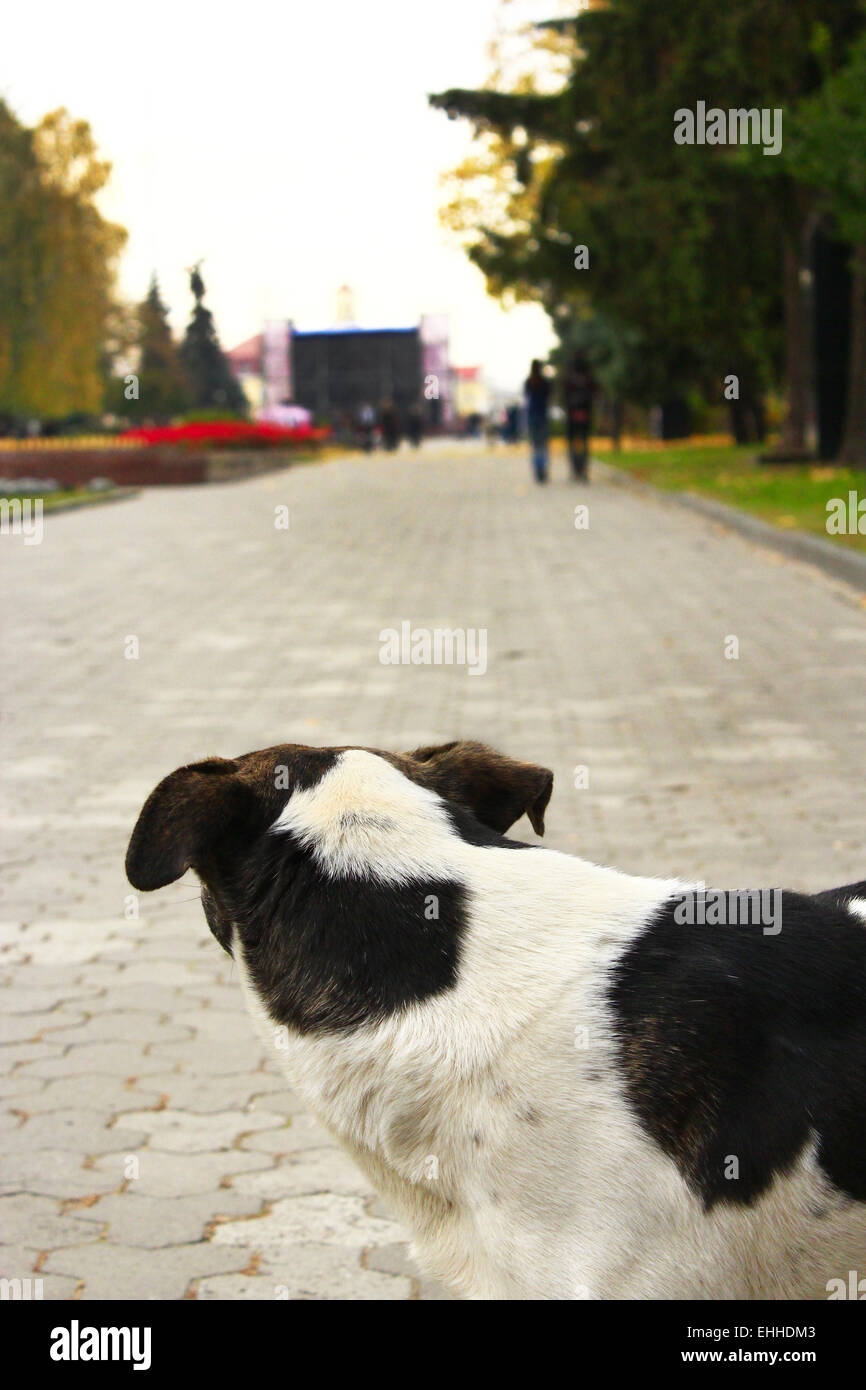 Offended dog leaving its masters and finding freedom Stock Photo - Alamy
