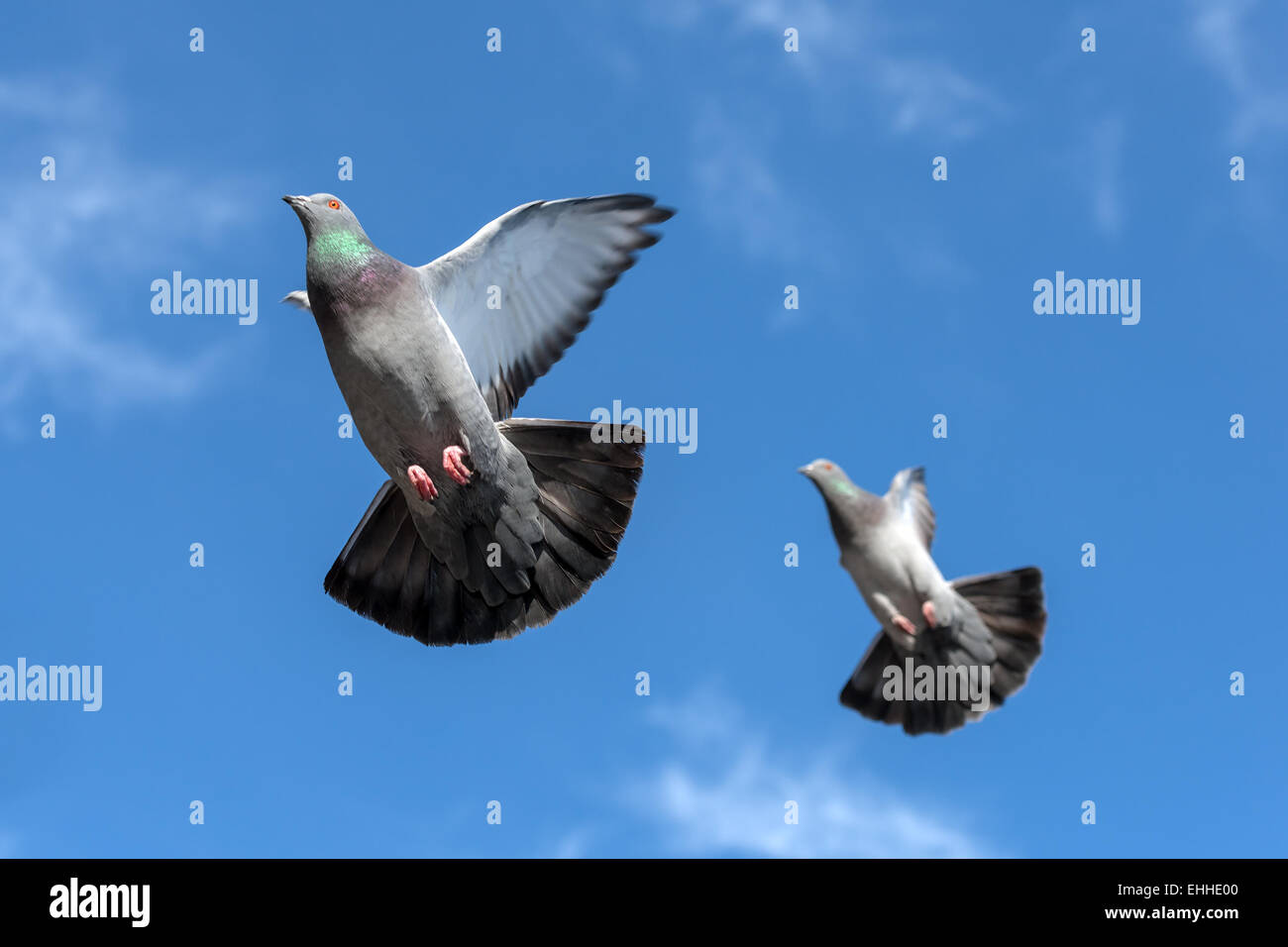 postal gray pigeon close up Stock Photo - Alamy