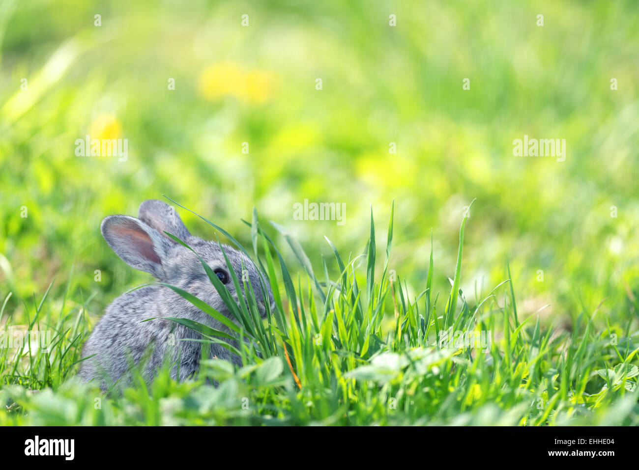 grey rabbit in grass closeup Stock Photo - Alamy