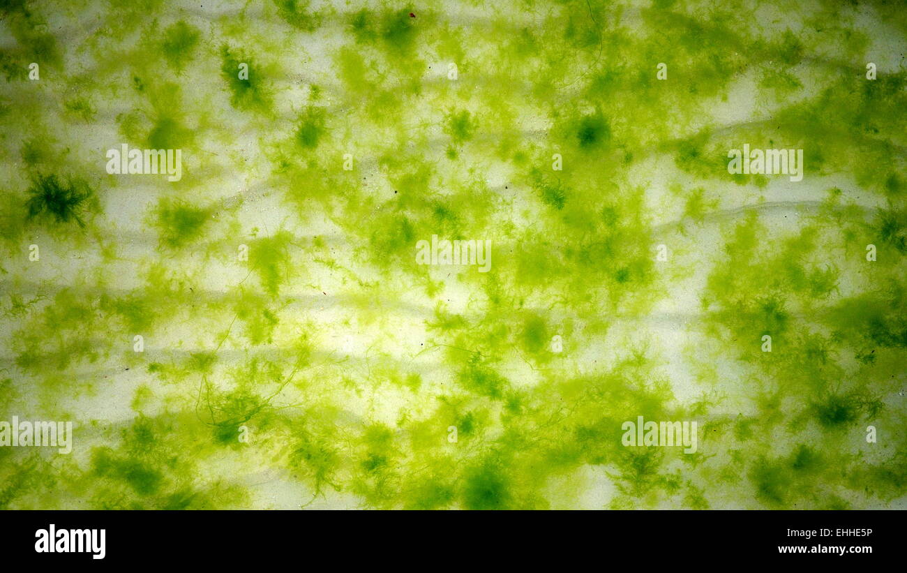 Boracay pollution hi-res stock photography and images - Alamy