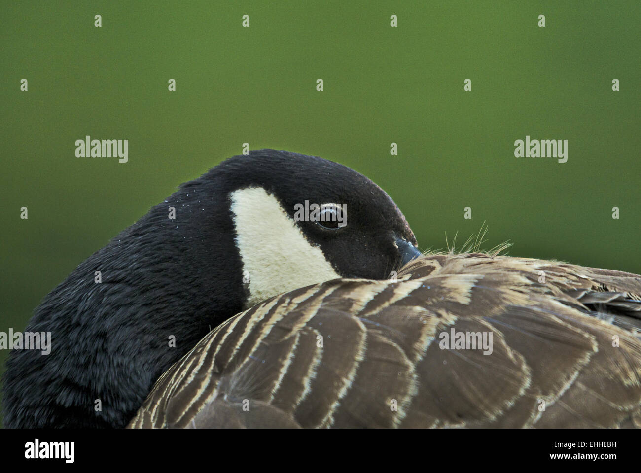 Anseriformes geese hi-res stock photography and images - Alamy