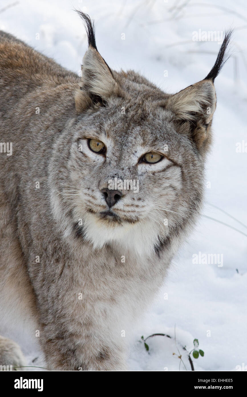 White lynx cat hi-res stock photography and images - Alamy