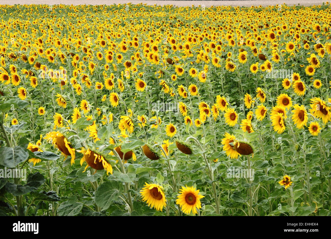 Immense field of sunflowers hi-res stock photography and images - Alamy