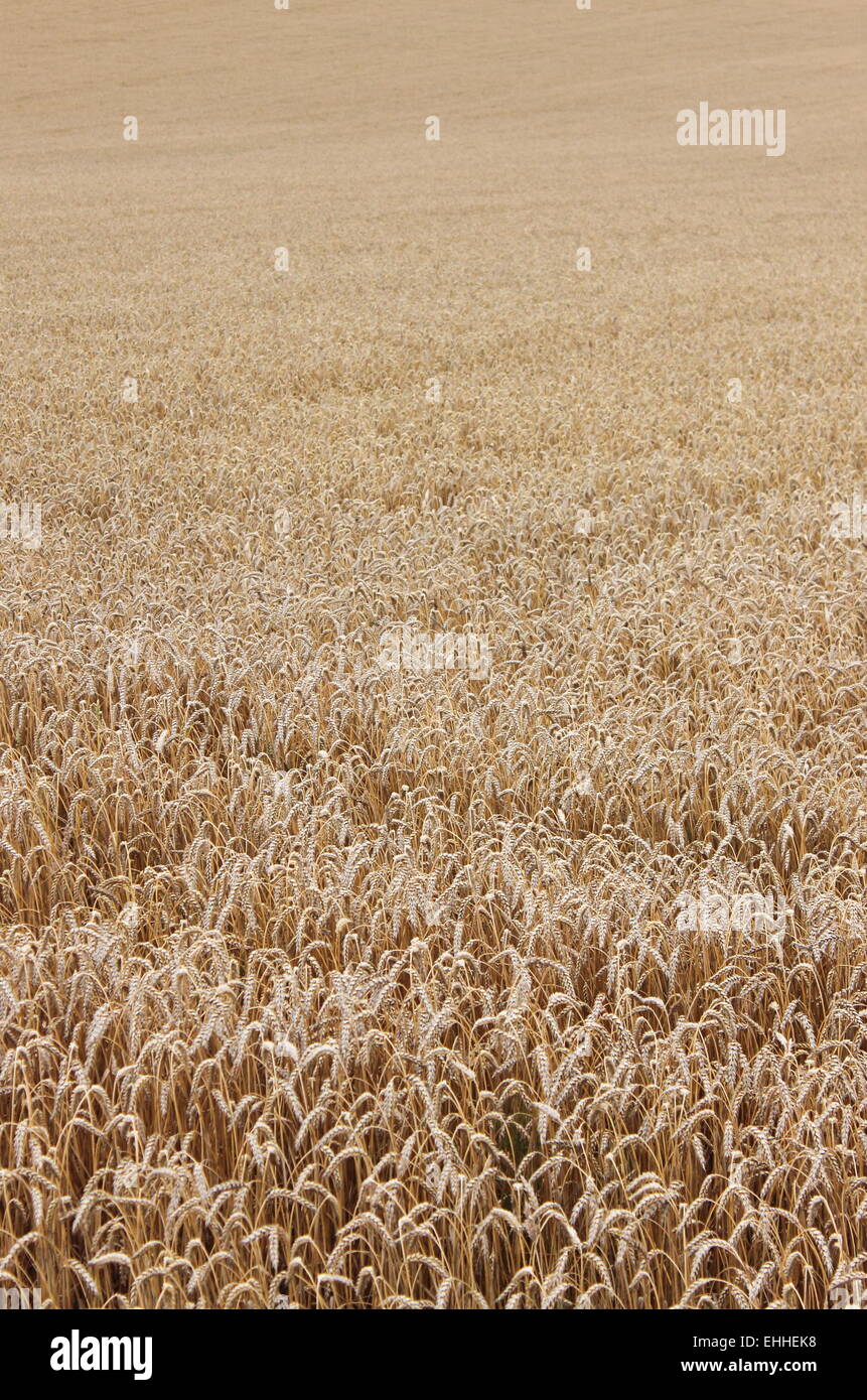 Harvesting cornfield wheat field hi-res stock photography and images ...