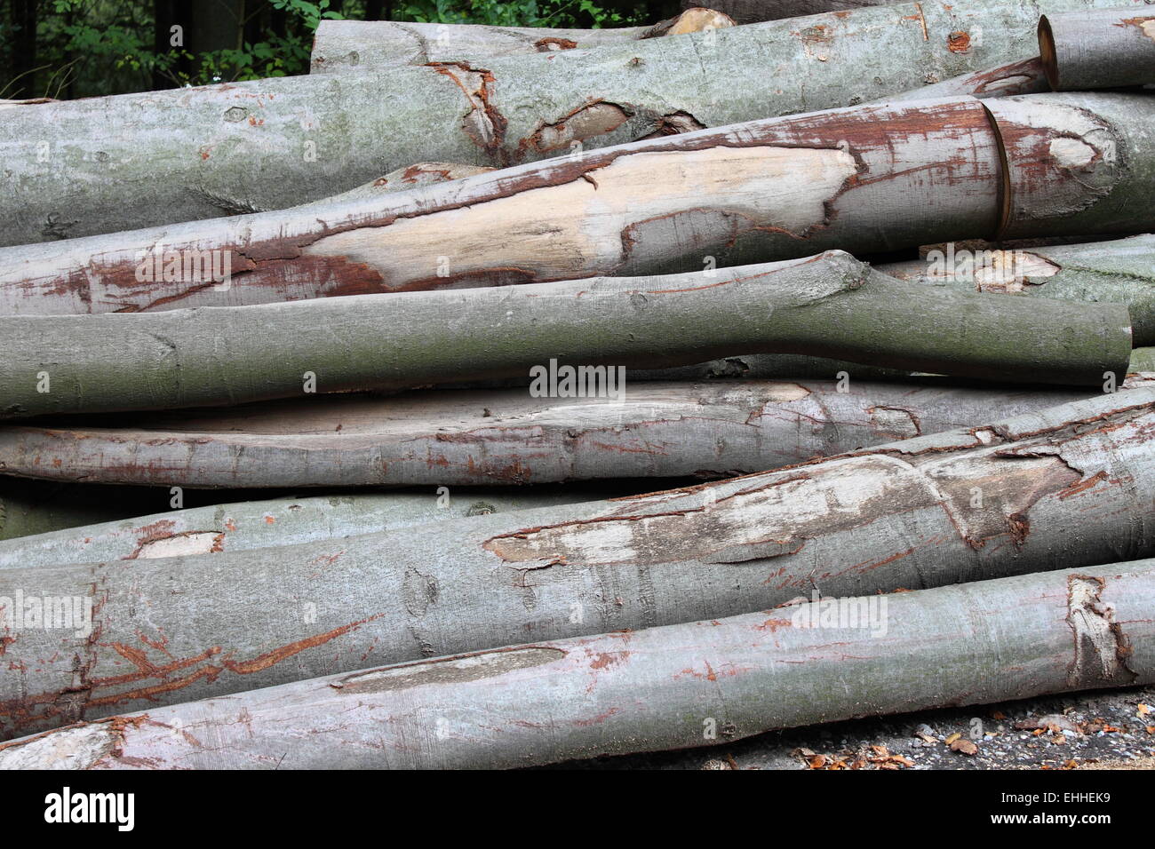 Trunks cut down pine hi-res stock photography and images - Alamy