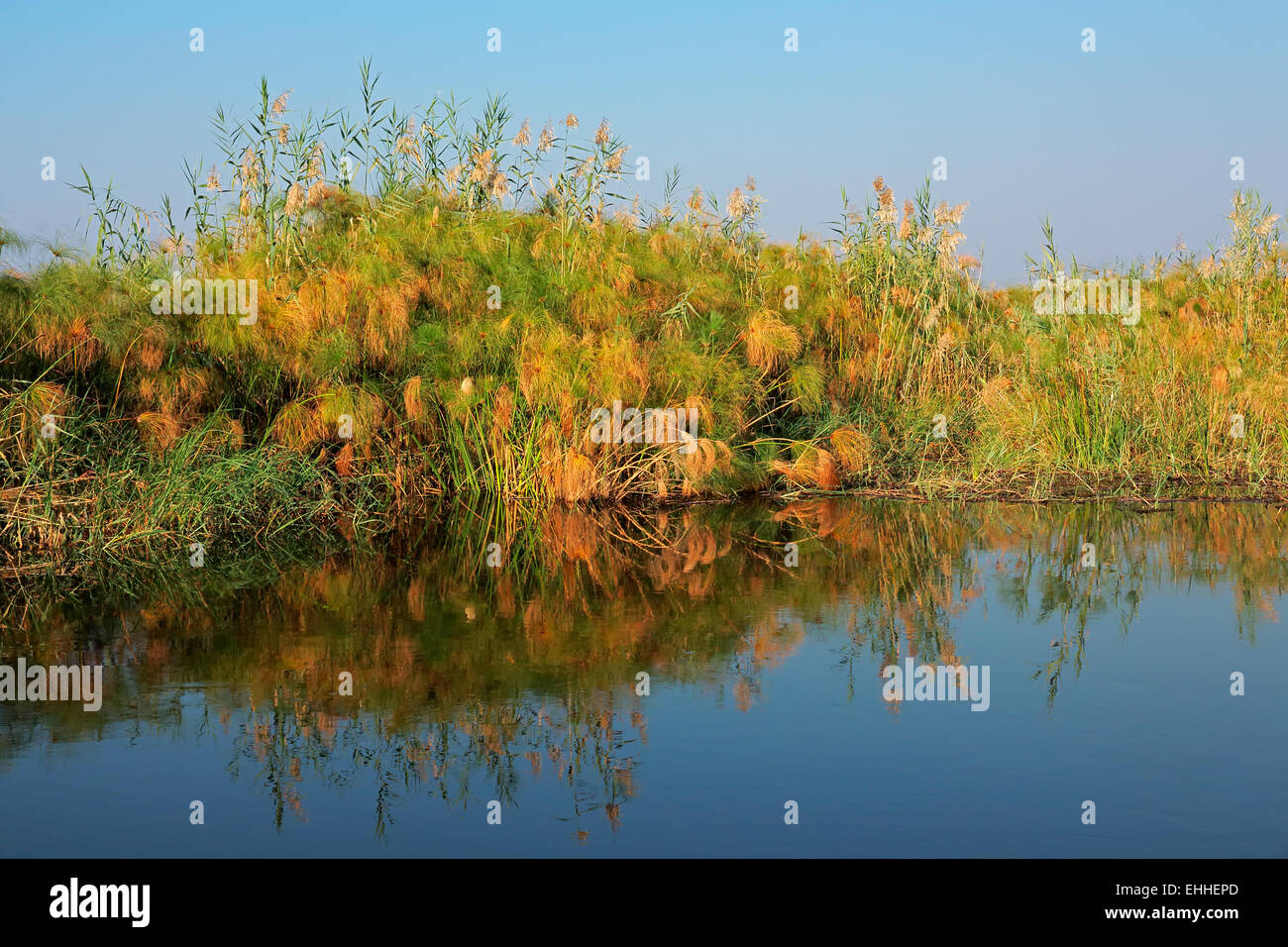 Papyrus reeds hi-res stock photography and images - Alamy