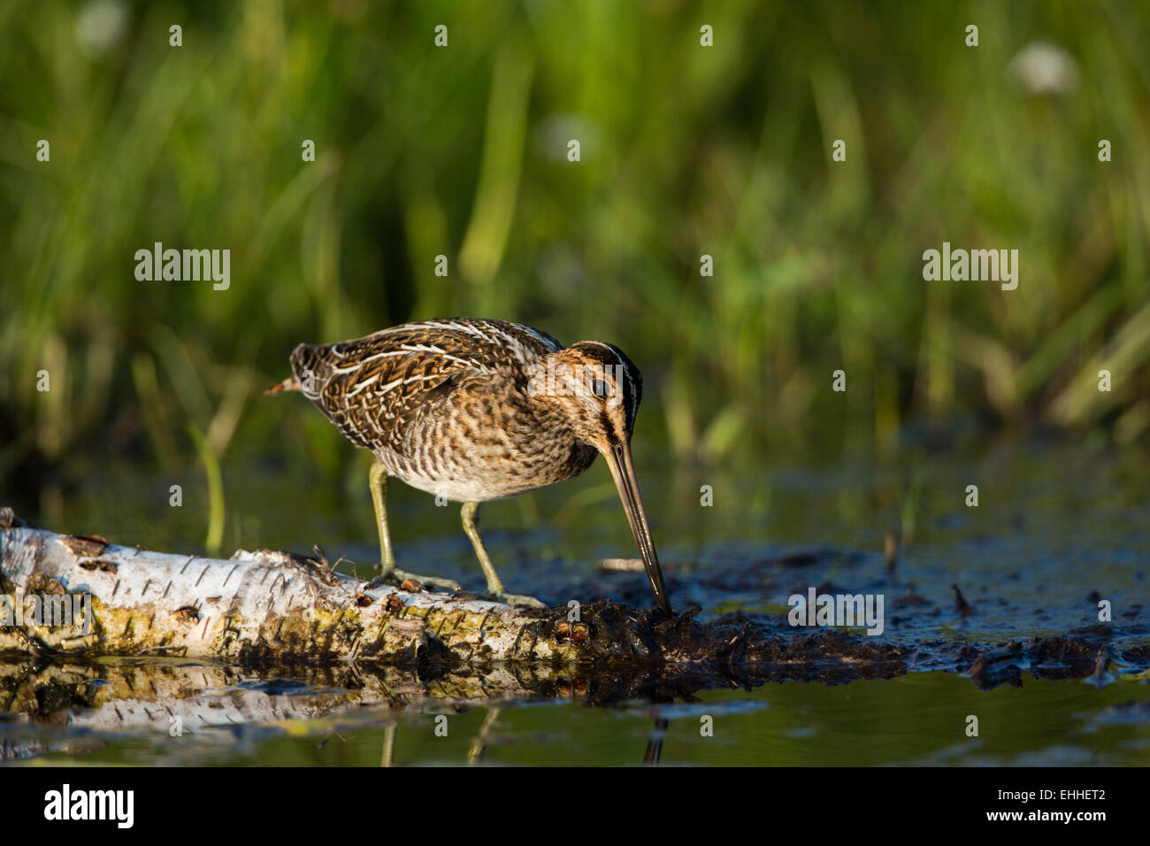 Wilsons snipe eating hi-res stock photography and images - Alamy