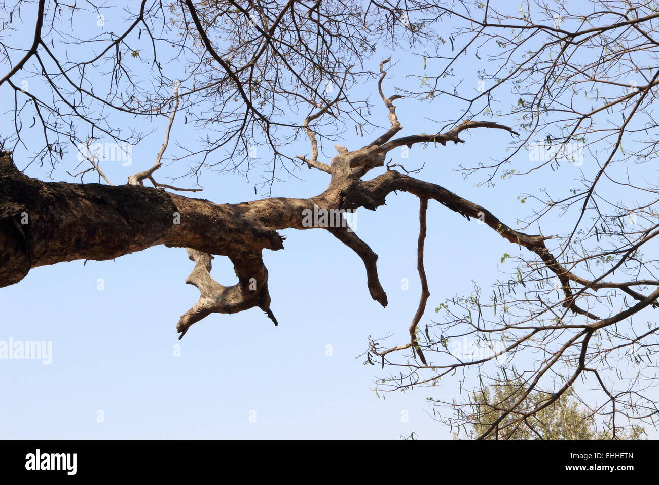 The tree of india hi-res stock photography and images - Alamy