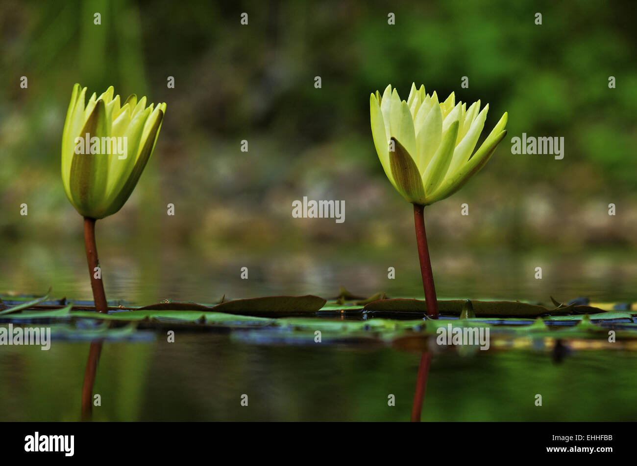 Nymphaea hybride hi-res stock photography and images - Alamy