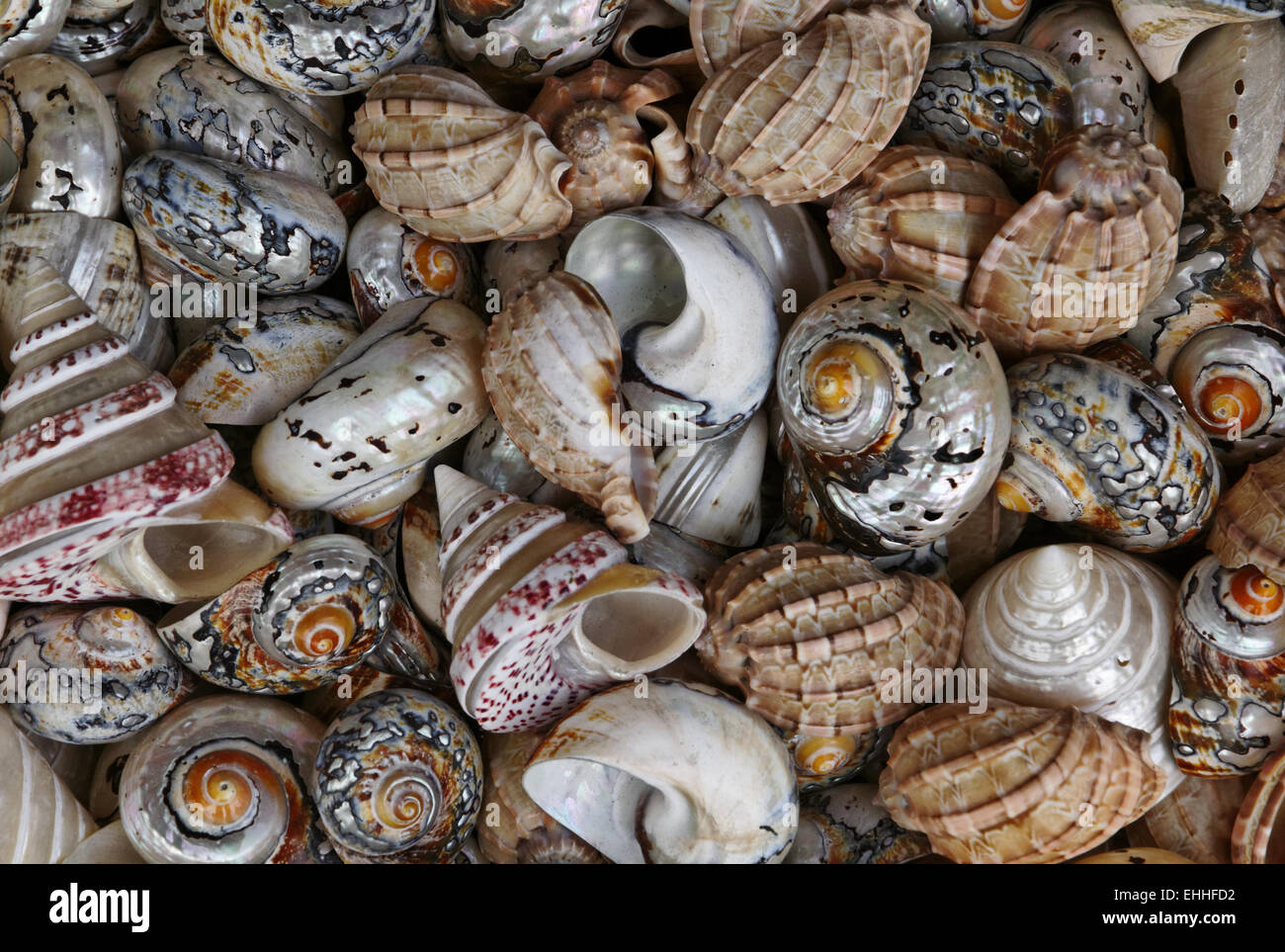Colored snail shells Stock Photo - Alamy