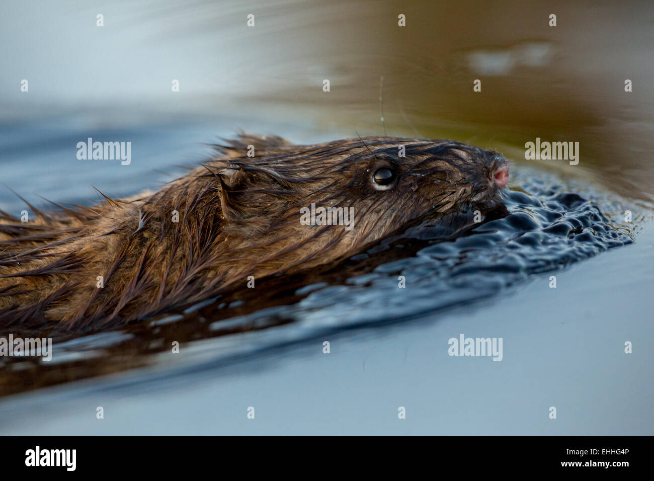 Nose patch hi-res stock photography and images - Alamy