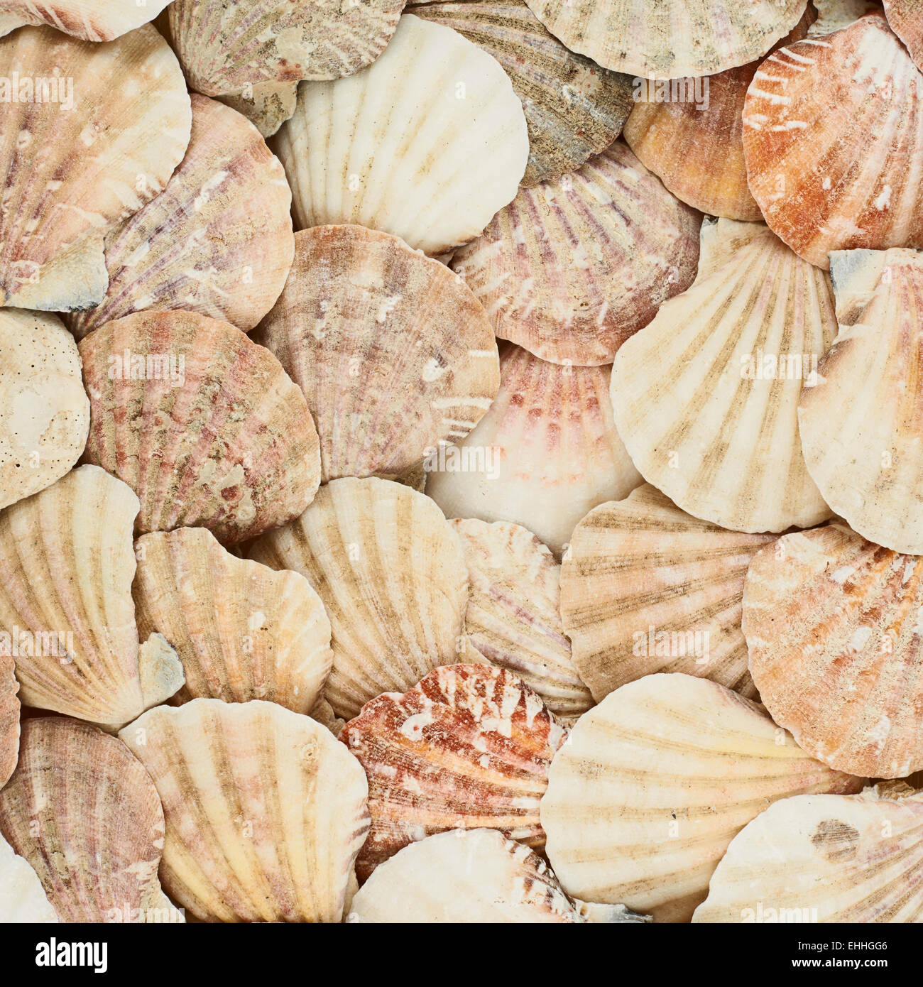 Surface covered with shells Stock Photo - Alamy