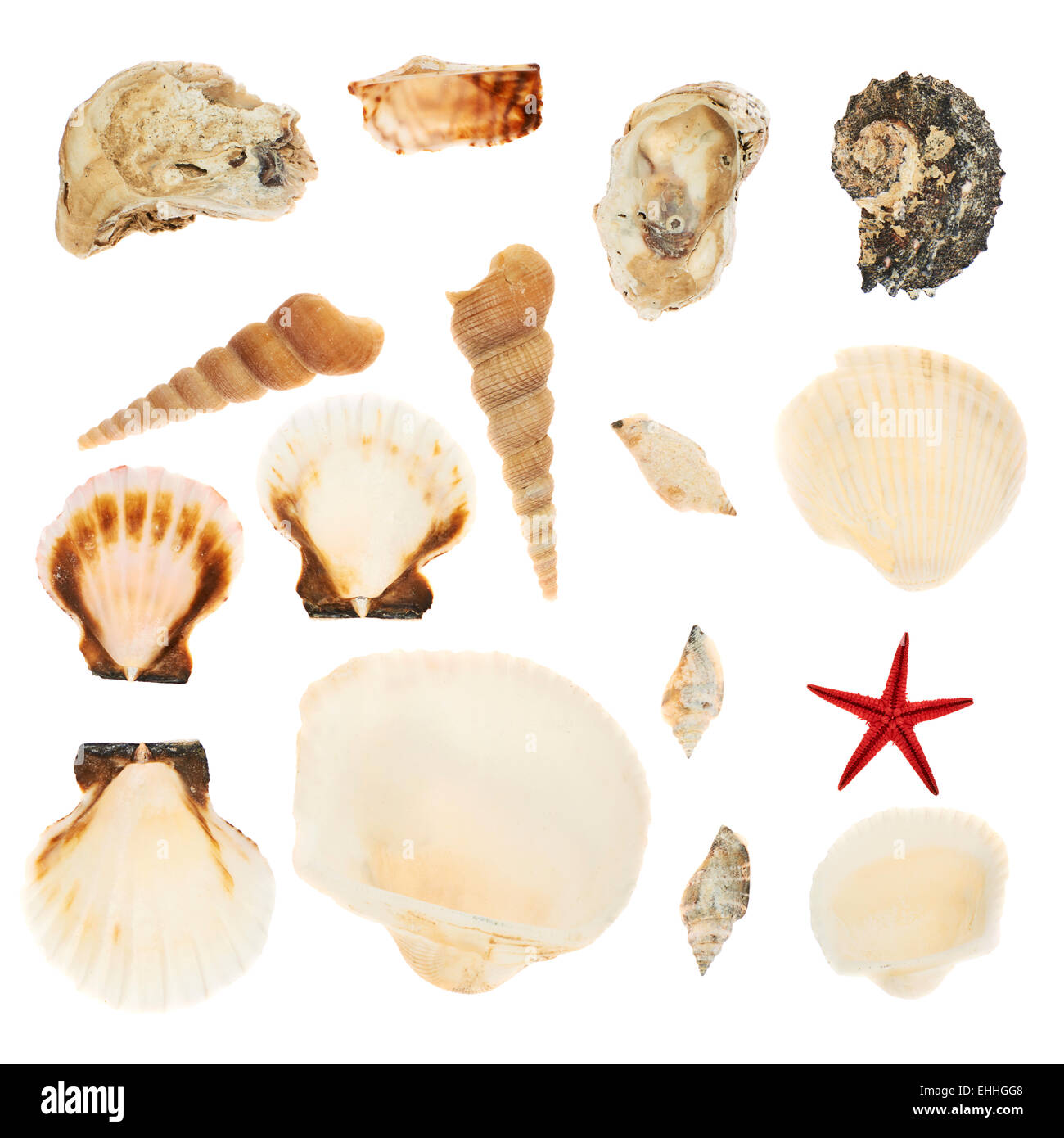Set of multiple seashells isolated Stock Photo - Alamy