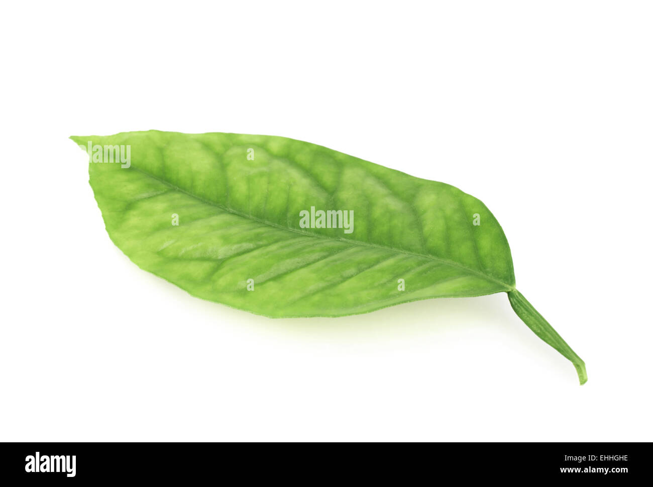 Lemon tree leaf Cut Out Stock Images & Pictures - Alamy