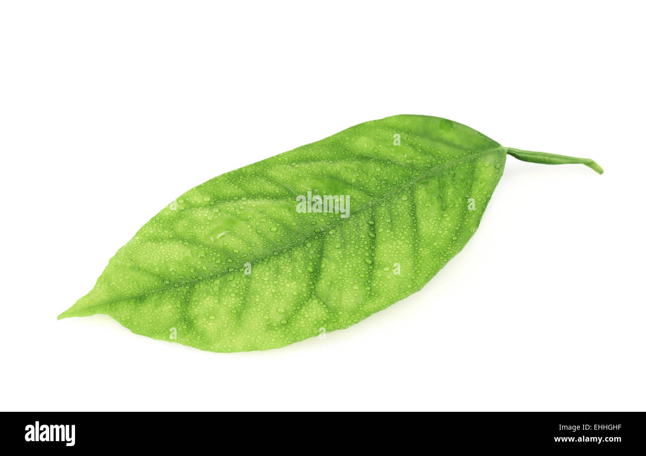 Lemon tree leaf isolated Stock Photo - Alamy
