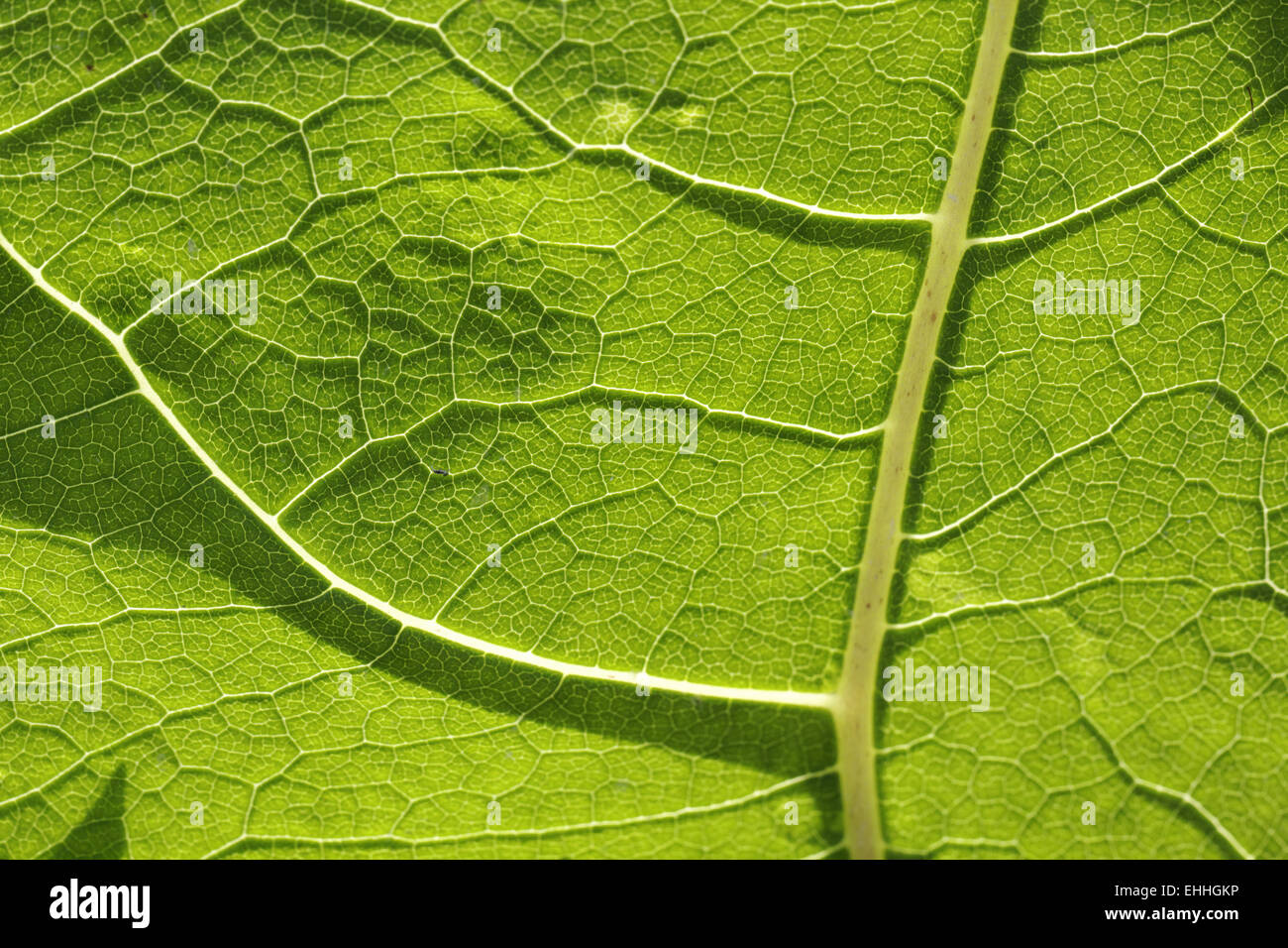 Green Leaf (backlight Stock Photo - Alamy