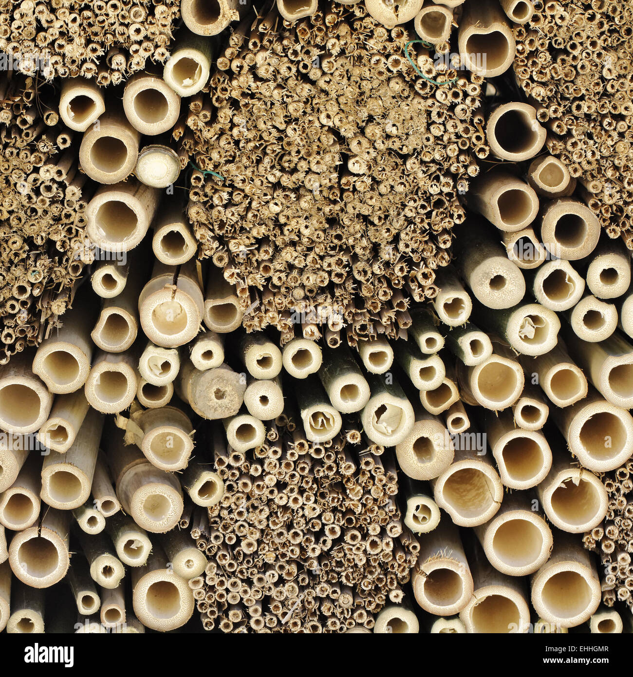 Holes as nesting help for wild bees Stock Photo - Alamy
