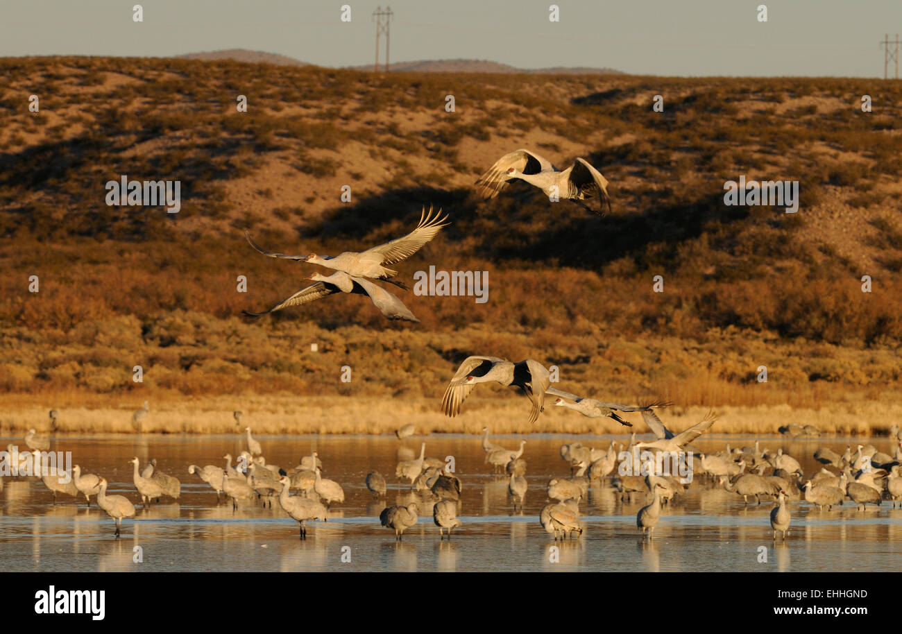 Sandhill Cranes flying over the water at Bosque Del Apache National ...