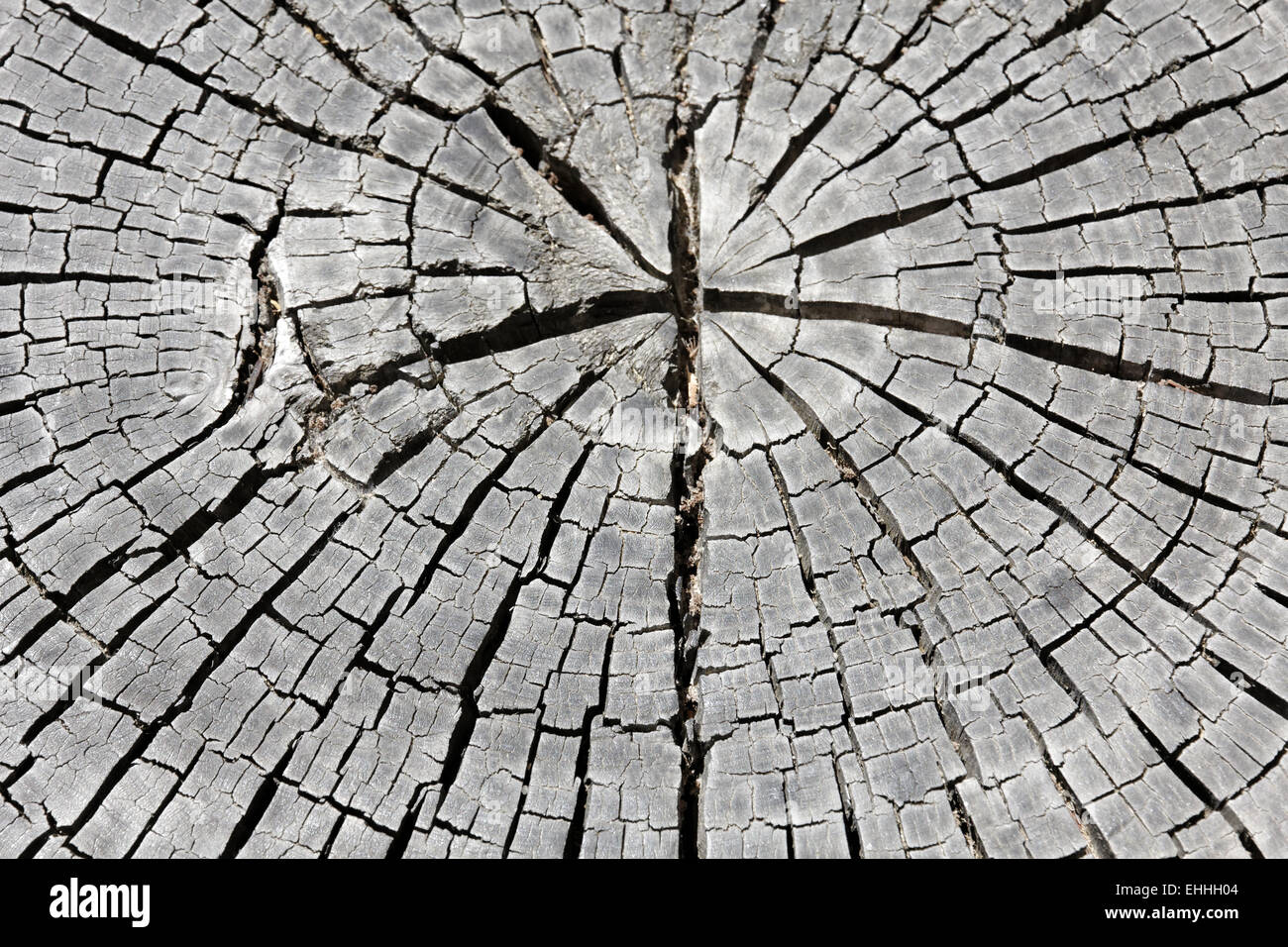 Old tree stump with structures Stock Photo - Alamy