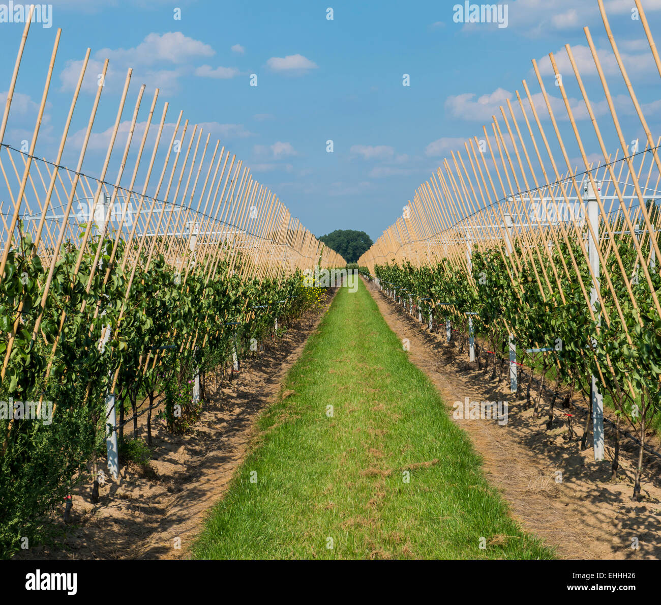 Great modern orchard with blue sky and clouds Stock Photo - Alamy