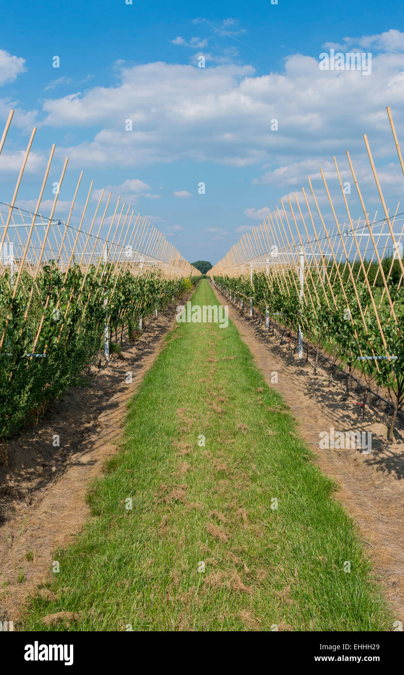 Modern orchard hi-res stock photography and images - Alamy