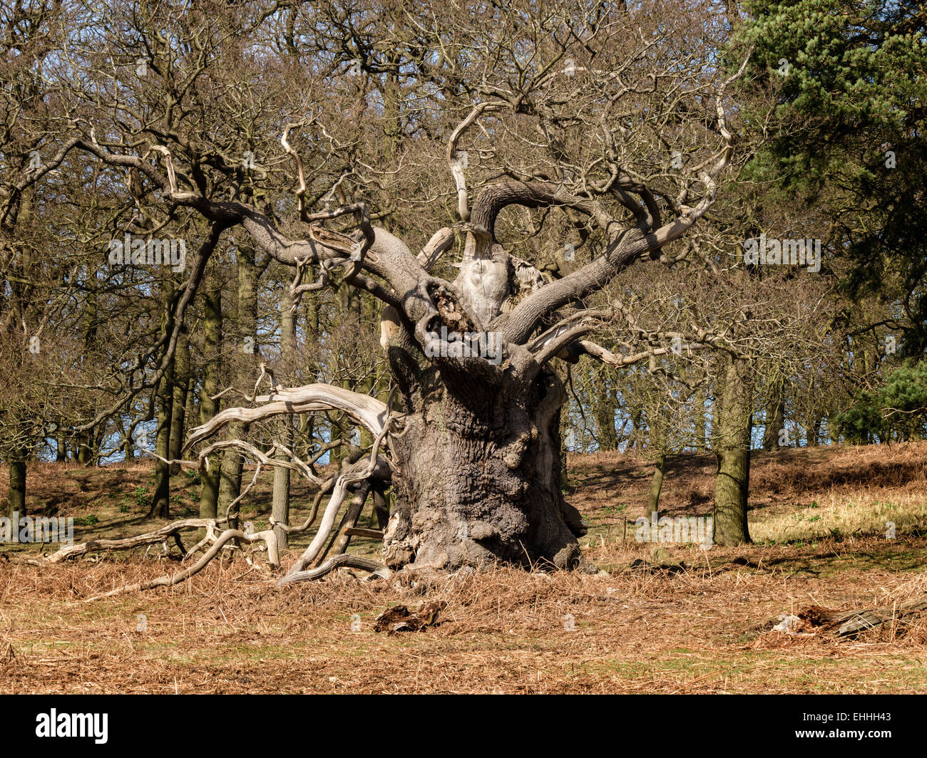 Ancient old English Oak Tree, Bradgate Park, Charnwood, Leicestershire ...