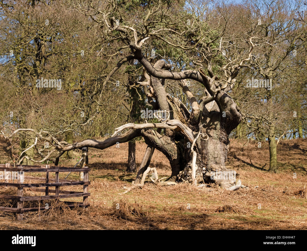 Ancient old English Oak Tree, Bradgate Park, Charnwood, Leicestershire ...