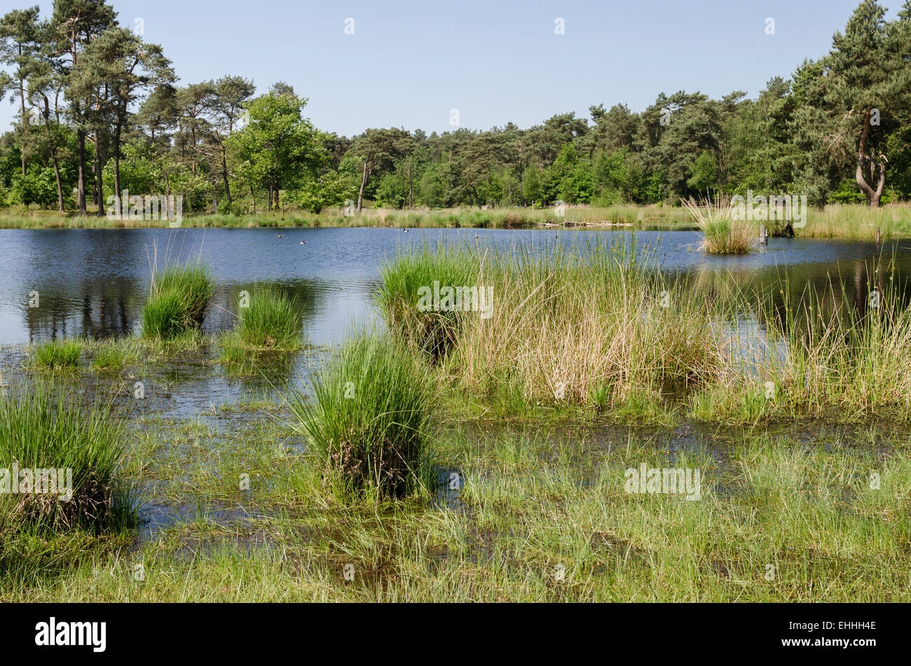 Moors, grass and forest at the Overasseltse Ven with some ducks on the ...
