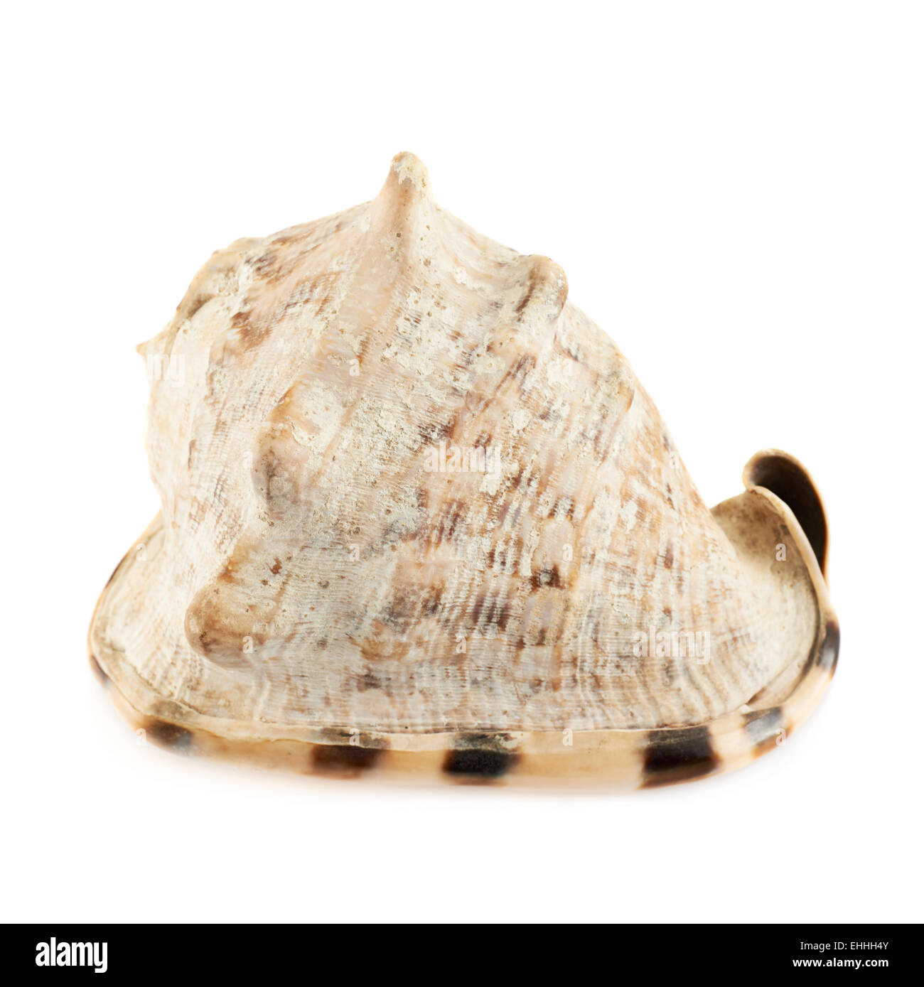 Seashell isolated over the white Stock Photo - Alamy