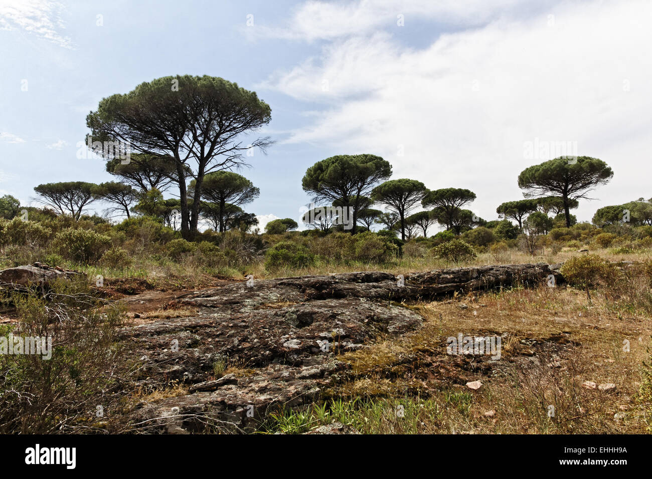Pine forest, Pinus pinea, Maures, Provence Stock Photo - Alamy