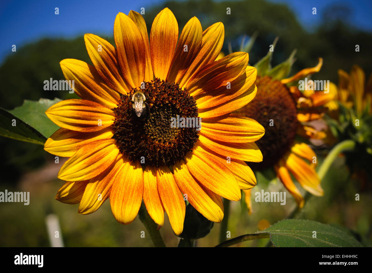 Sun shining sunflower hi-res stock photography and images - Alamy