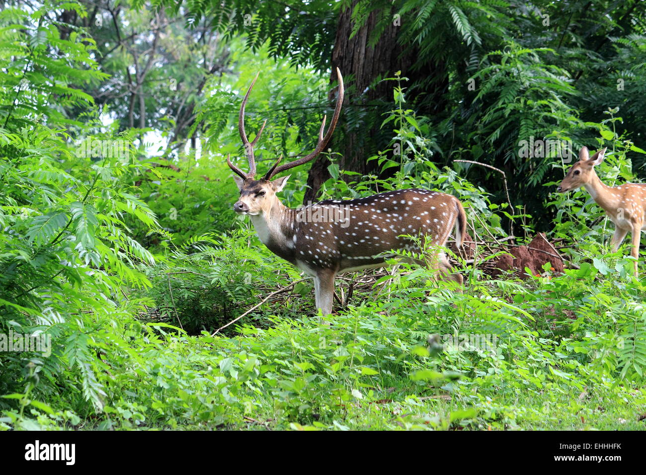 Tholpetty wildlife sanctuary hi-res stock photography and images - Alamy