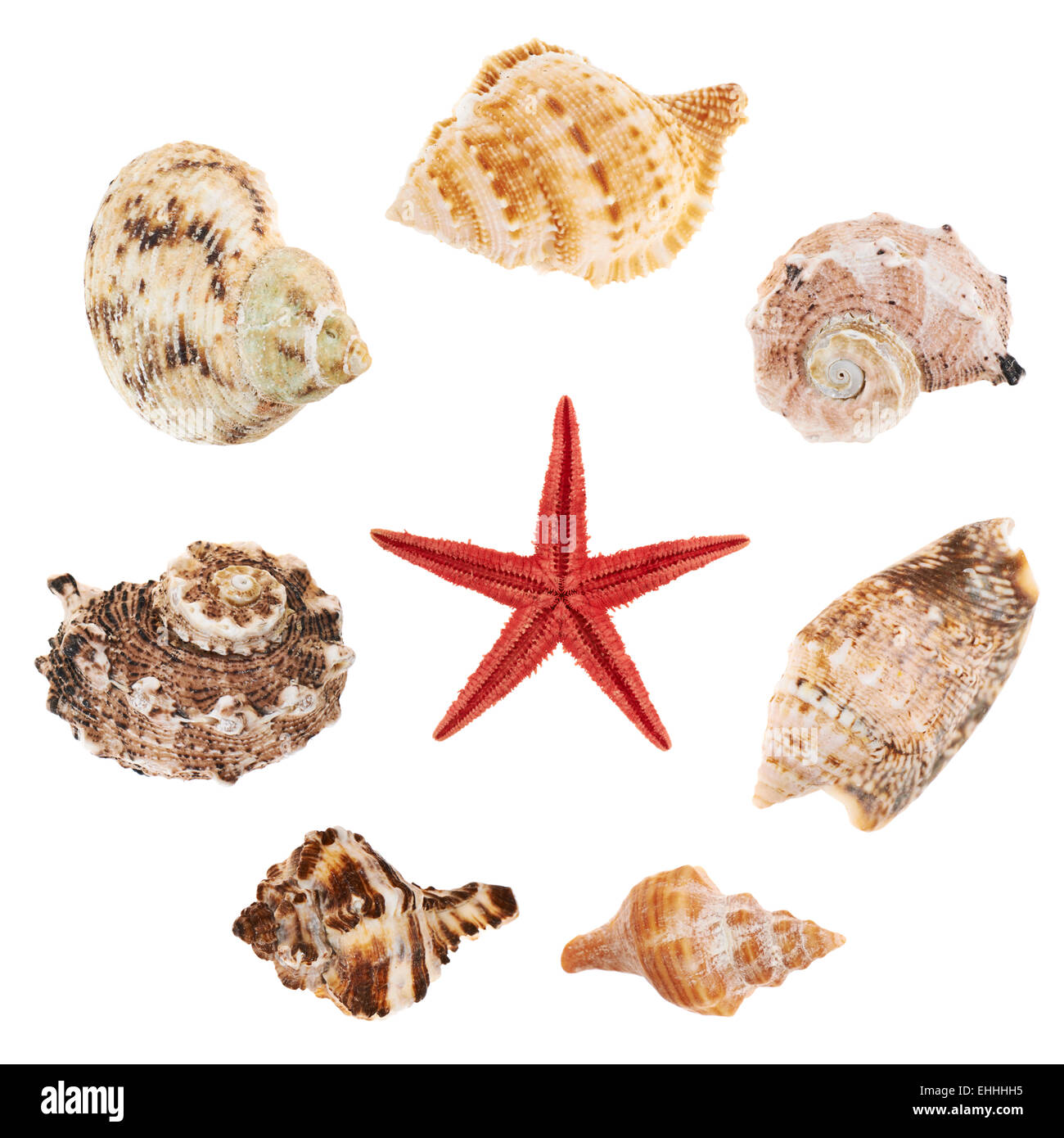 Set of multiple sea shells isolated Stock Photo - Alamy