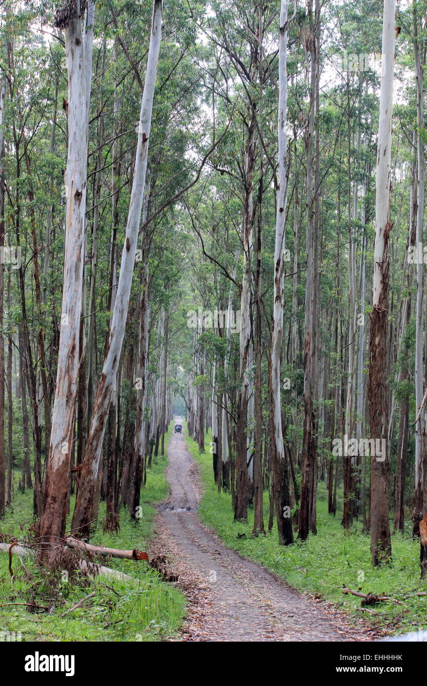 Tholpetty Wildlife Sanctuar, Ecotourism Kerala India Stock Photo - Alamy