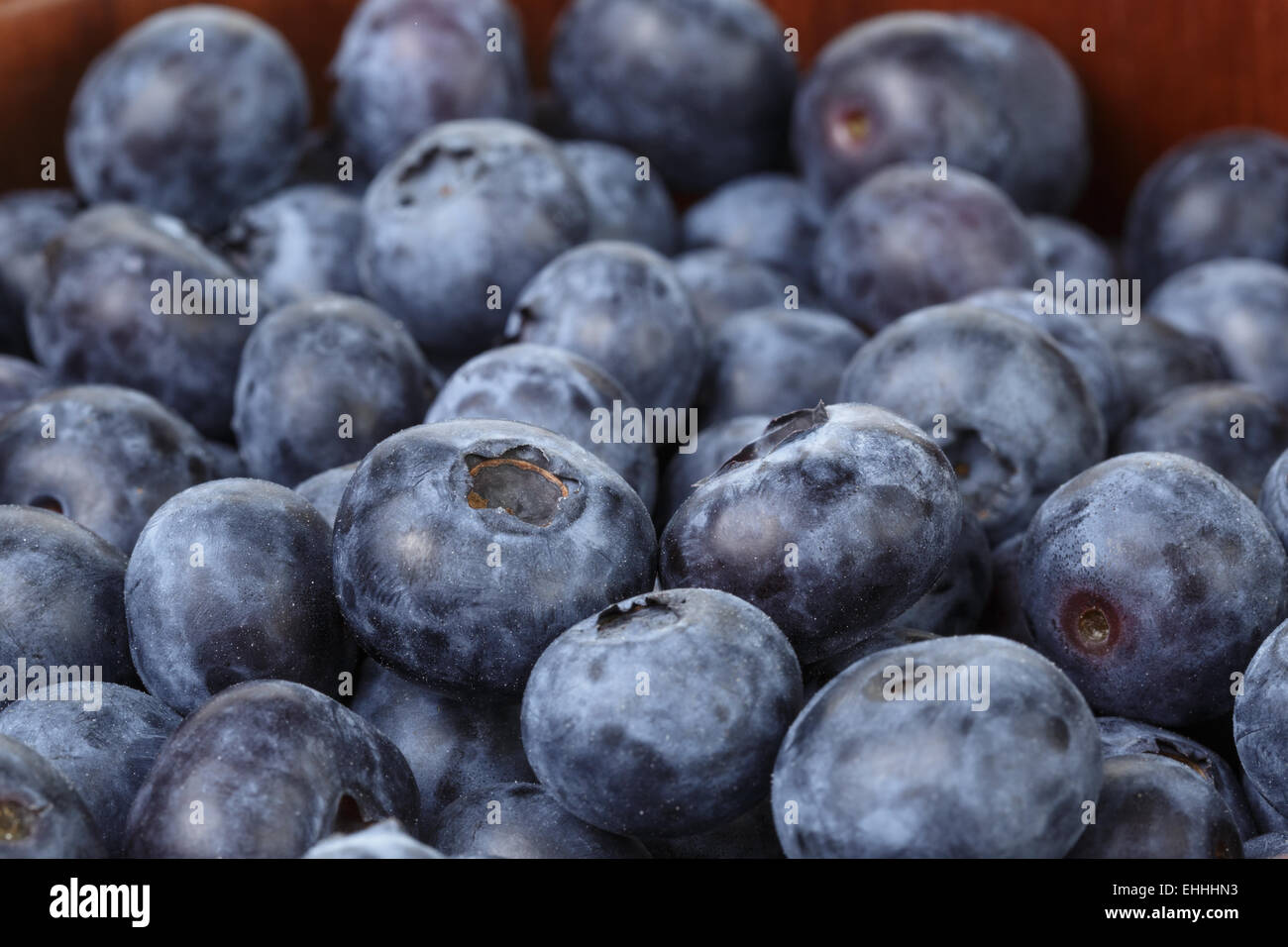 Freshly picked organic blueberries Stock Photo - Alamy