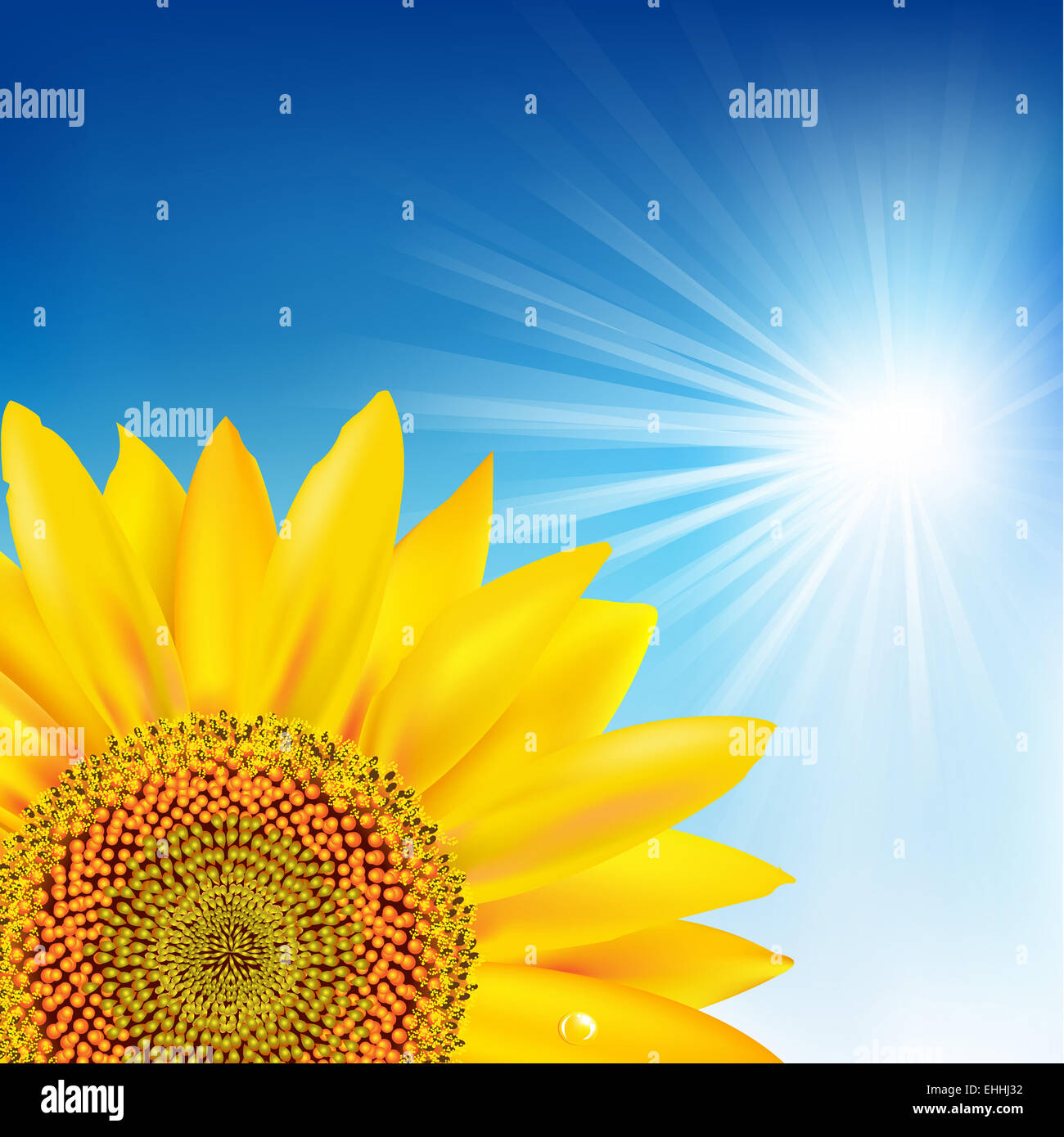 Flower backgrounds sunflower circle hi-res stock photography and images ...