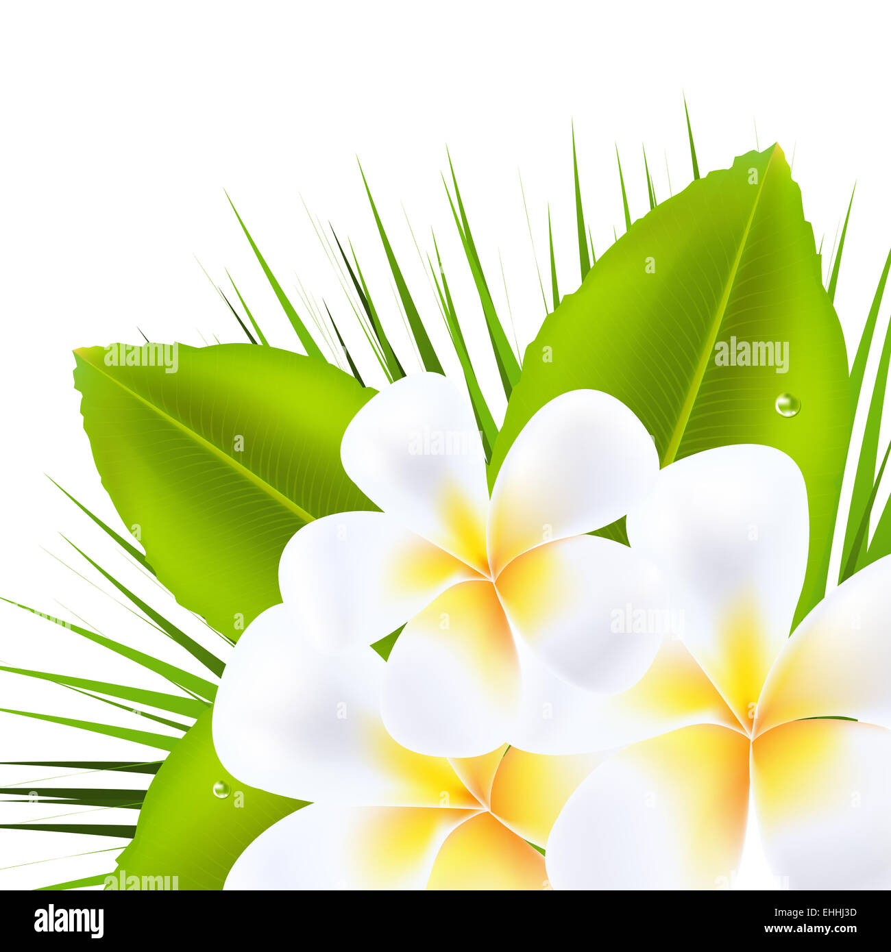 Thai frangipani tree hi-res stock photography and images - Alamy
