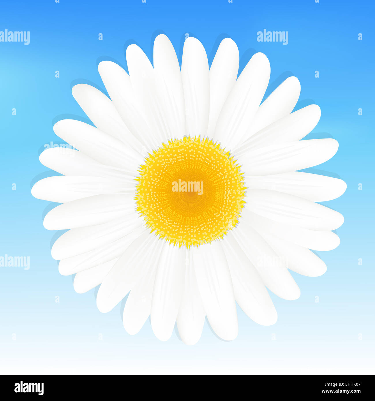 Blue star daisy hi-res stock photography and images - Alamy