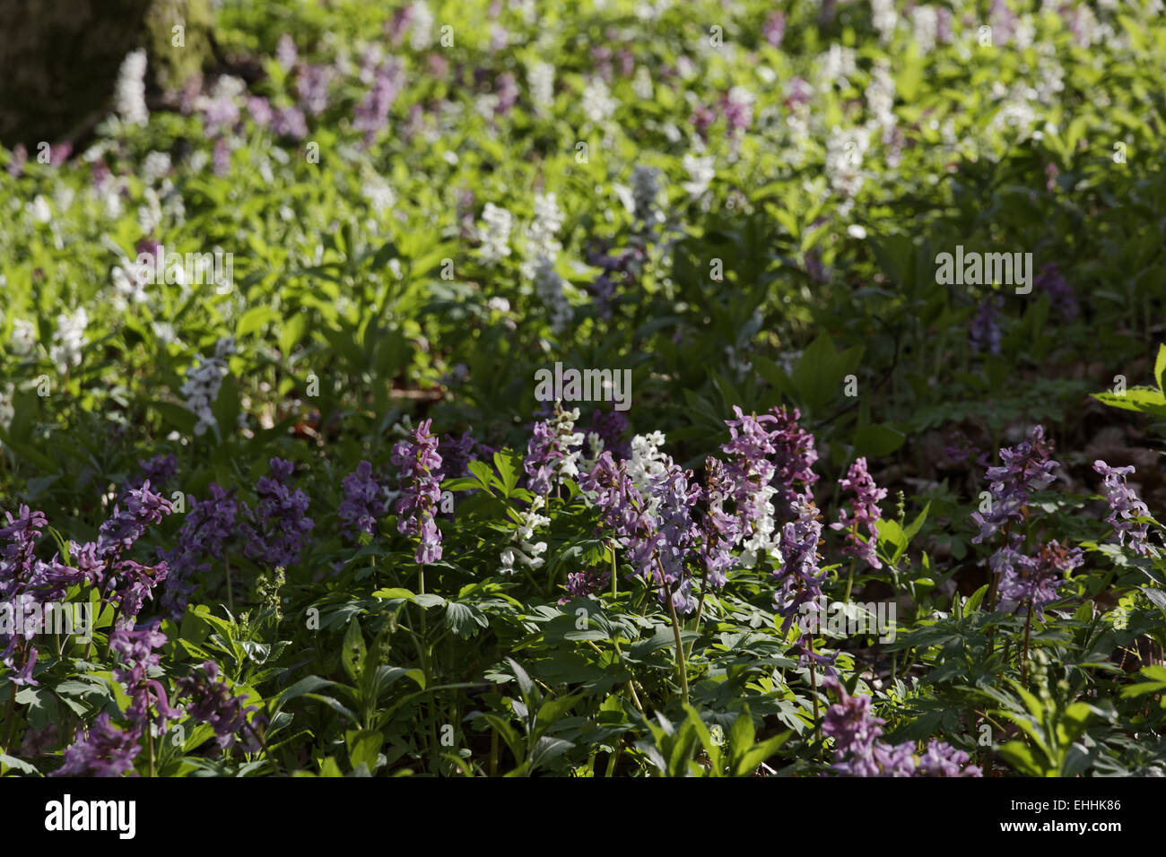 Corydalis flower hi-res stock photography and images - Alamy