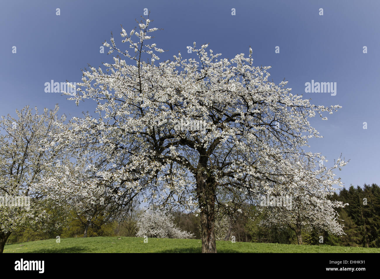 Apple germany hi-res stock photography and images - Alamy