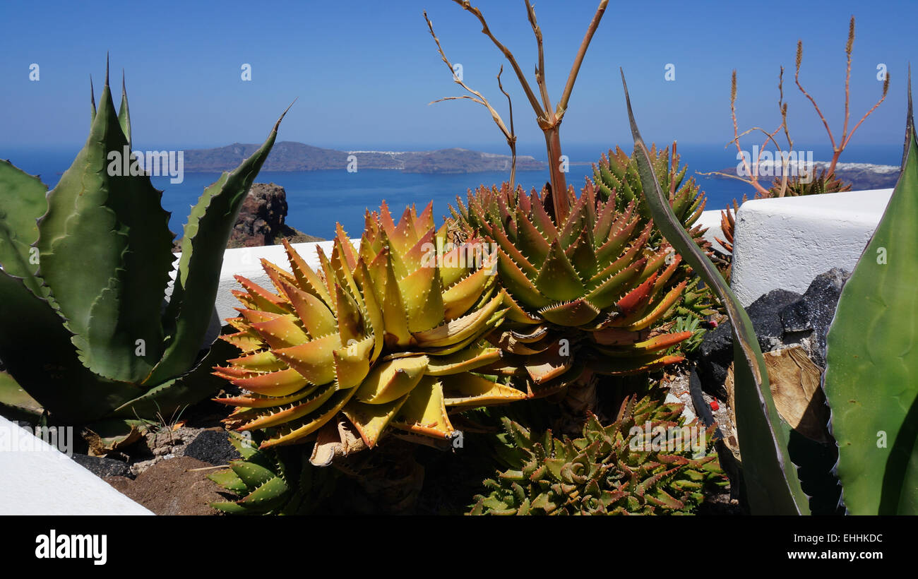 Santorini plants hi-res stock photography and images - Alamy