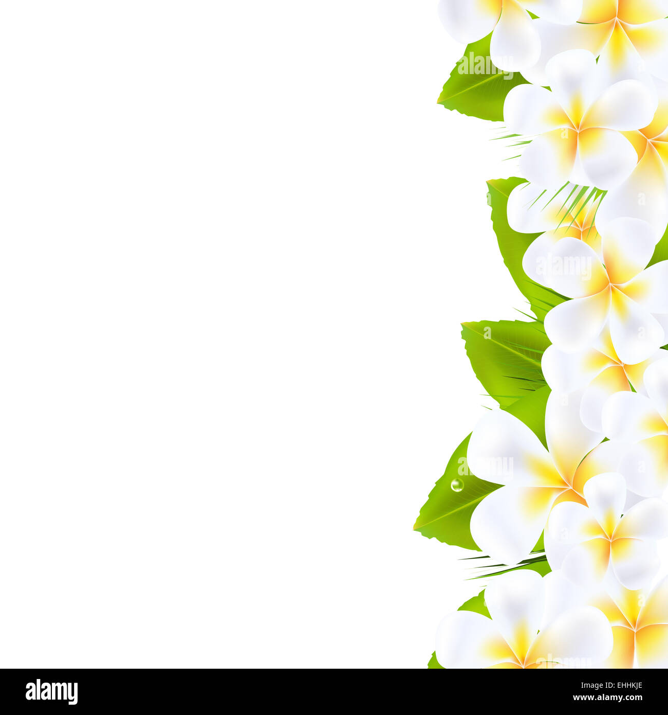 Frangipani Flowers Border Stock Photo - Alamy