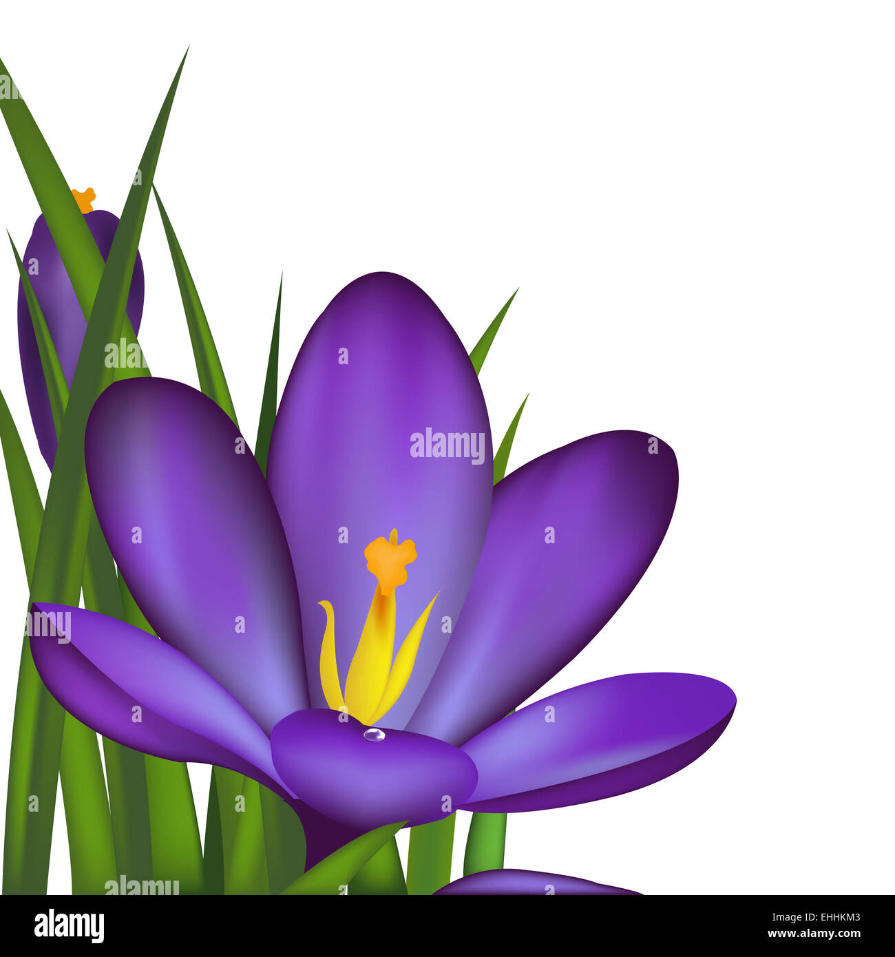 Crocus vector hi-res stock photography and images - Alamy