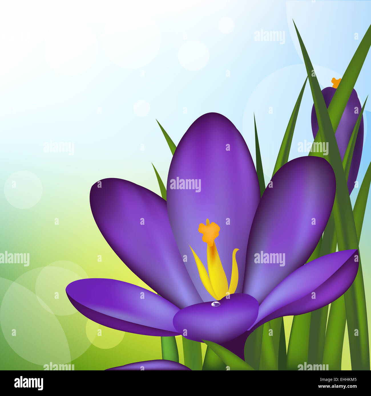 Crocus vector hi-res stock photography and images - Alamy