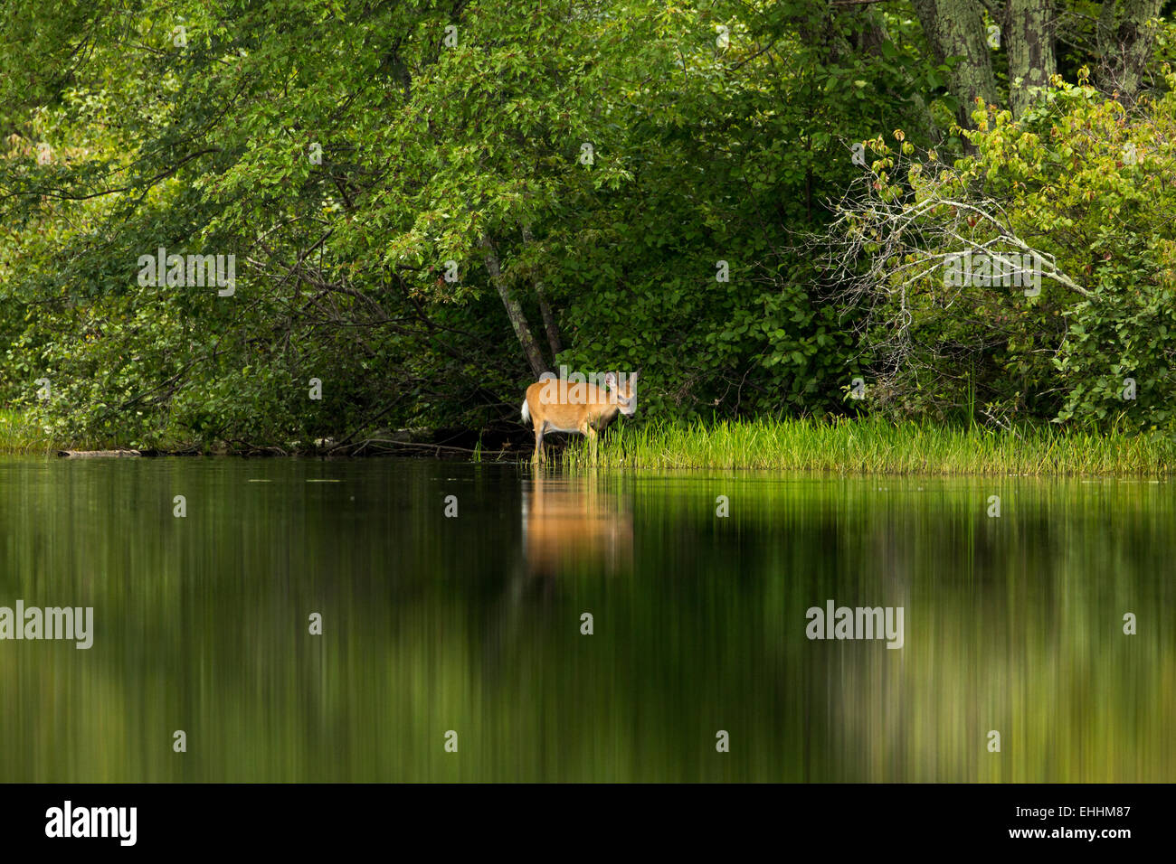 White-tailed buck on the East Fork of the Chippewa River Stock Photo ...