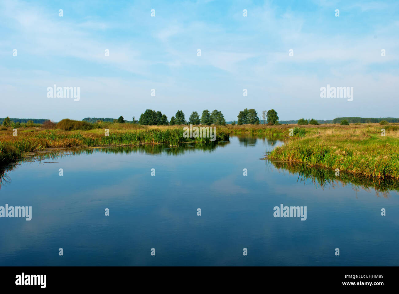 Wet forest landscape hi-res stock photography and images - Alamy