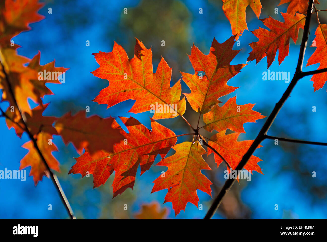 Red oak tree leaves hi-res stock photography and images - Alamy