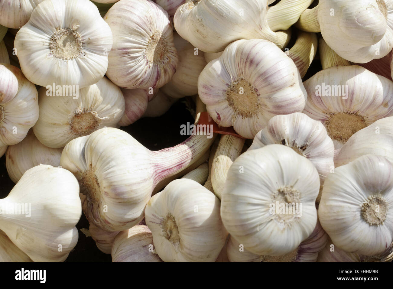 Allium sativum, Fresh Garlic fom Germany Stock Photo - Alamy