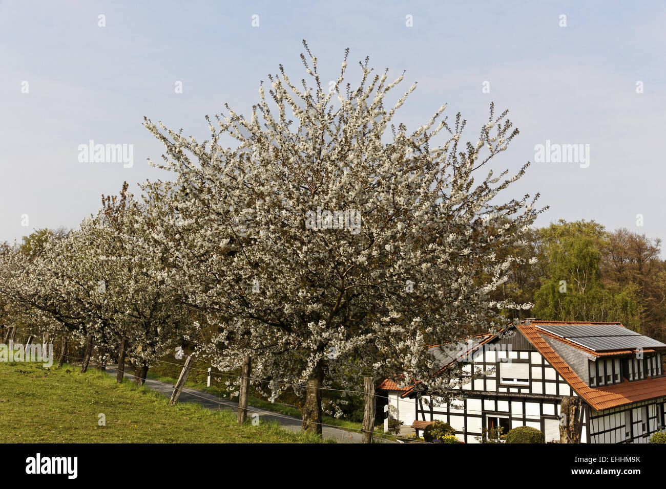 Spring landscape in Lower Saxony, Germany Stock Photo - Alamy
